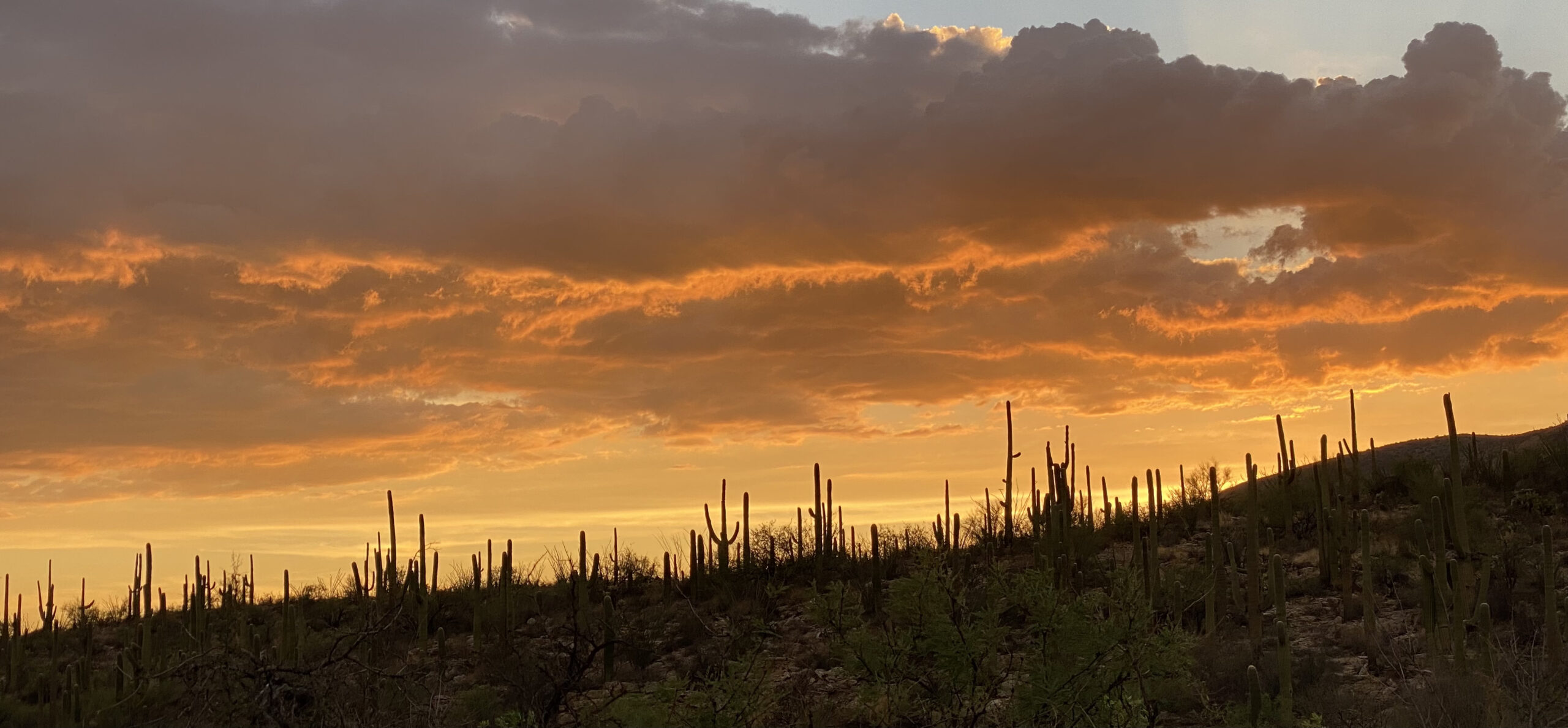Deserts 101: What is a desert? - desertgardeners.com